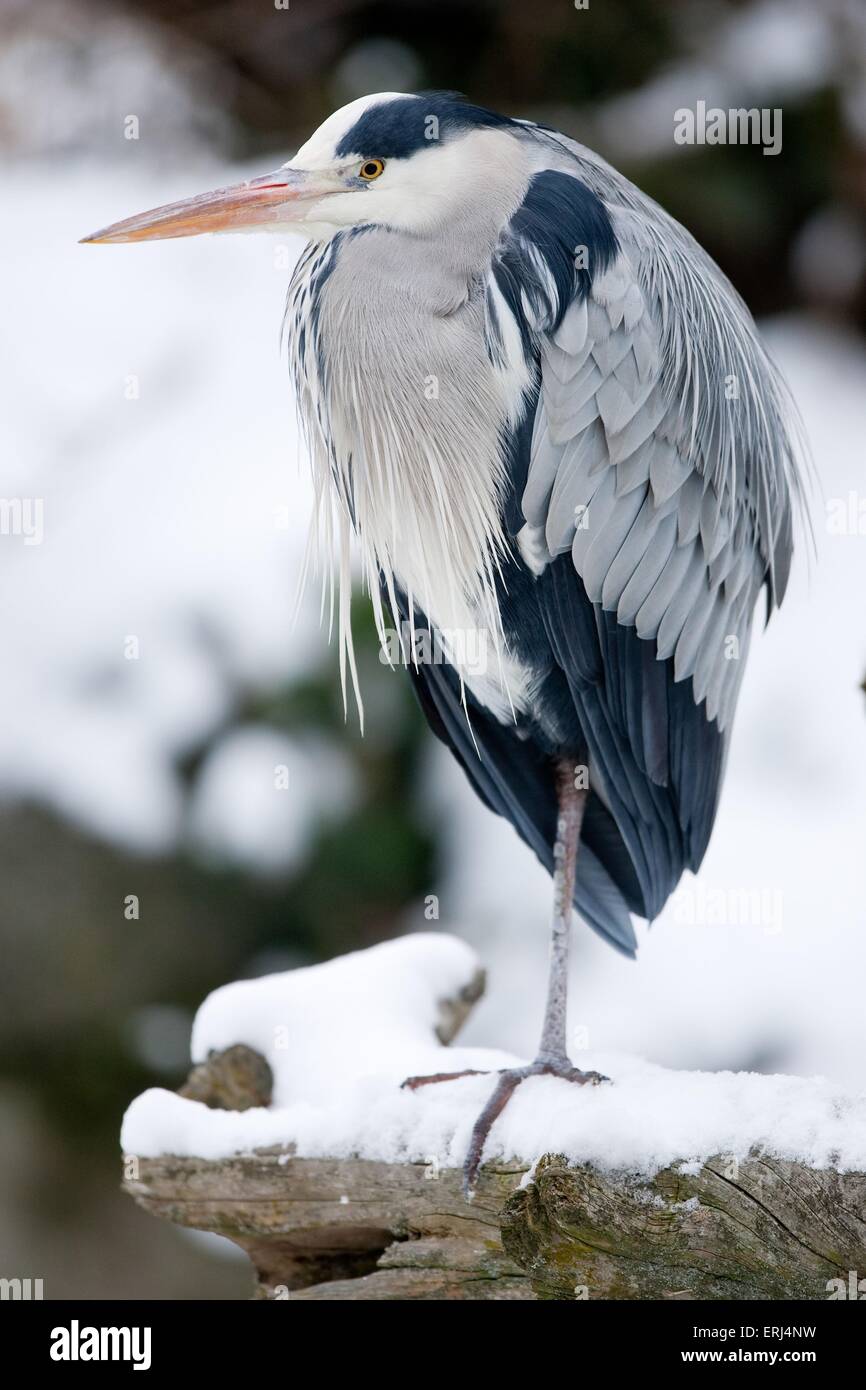 Heron size hi-res stock photography and images - Alamy