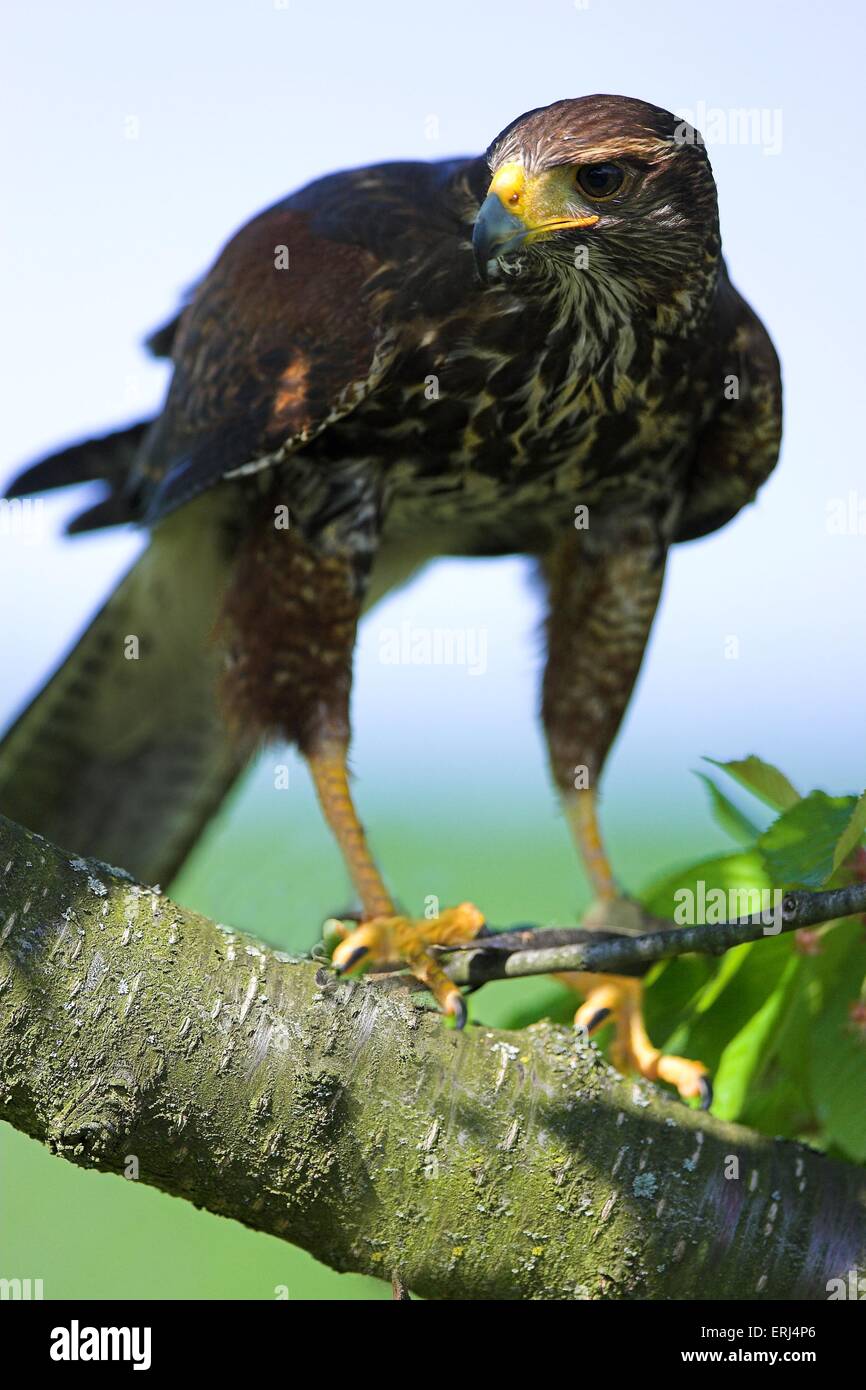 Hawk solo hi-res stock photography and images - Alamy