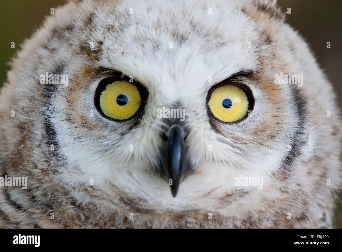 Canada eagle owl hi-res stock photography and images - Alamy