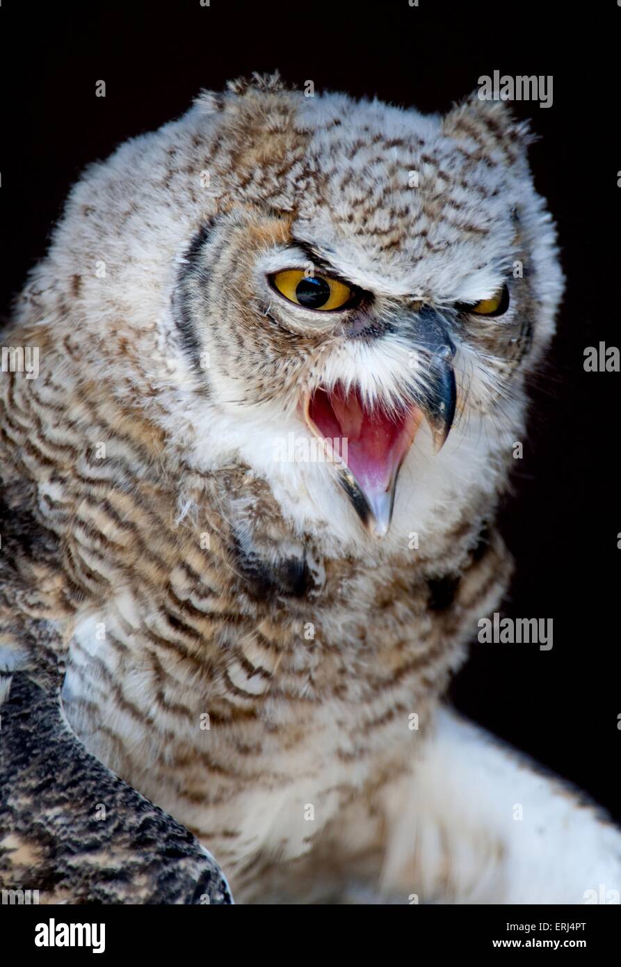 Canada eagle owl hi-res stock photography and images - Alamy