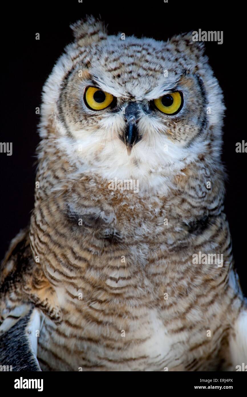Canada eagle owl hi-res stock photography and images - Alamy