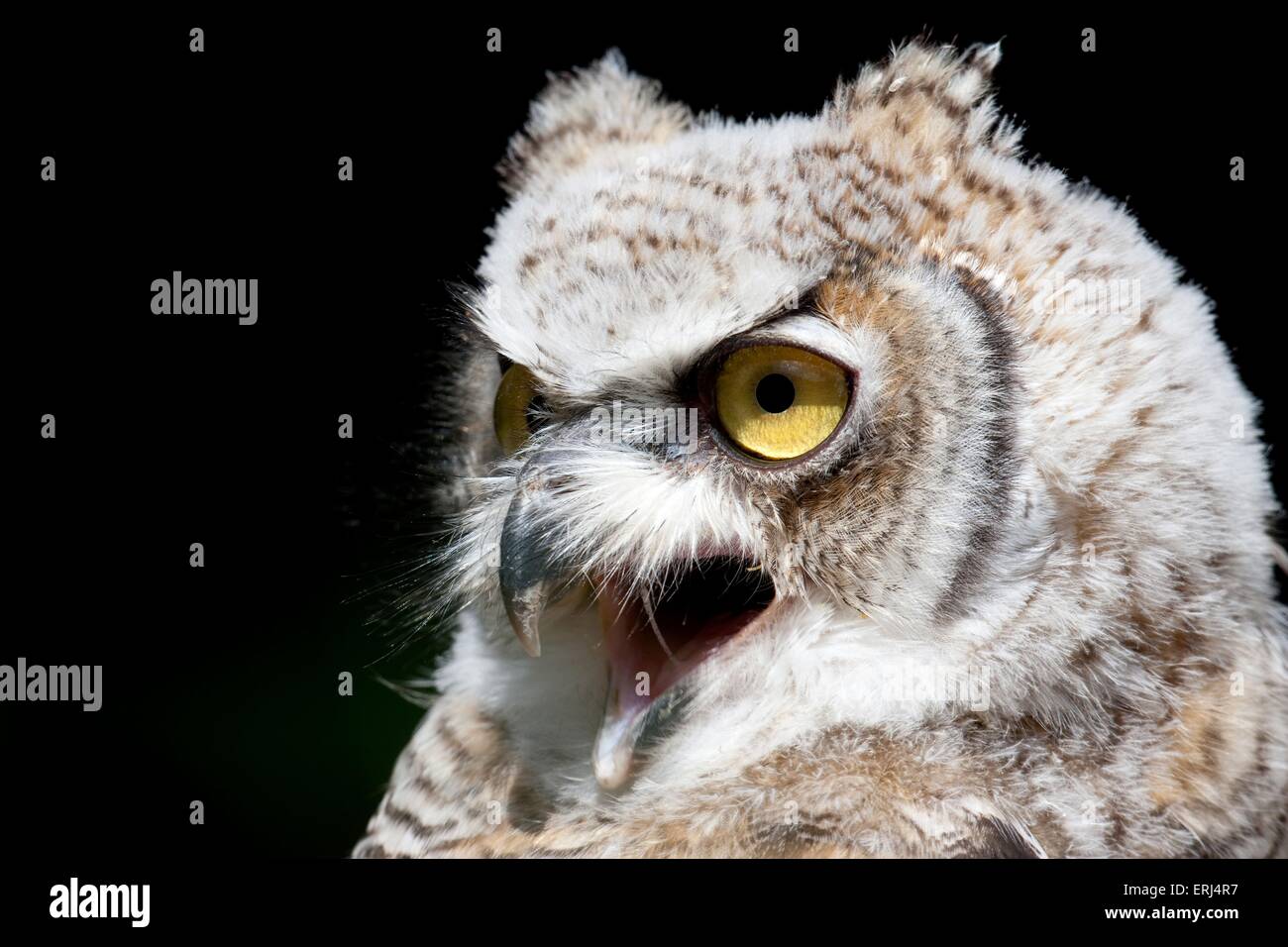 Virginia eagle owl hi-res stock photography and images - Alamy