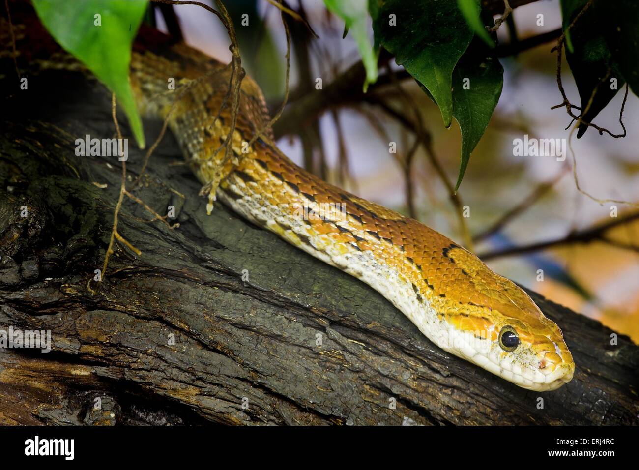Corn snakes hi-res stock photography and images - Alamy