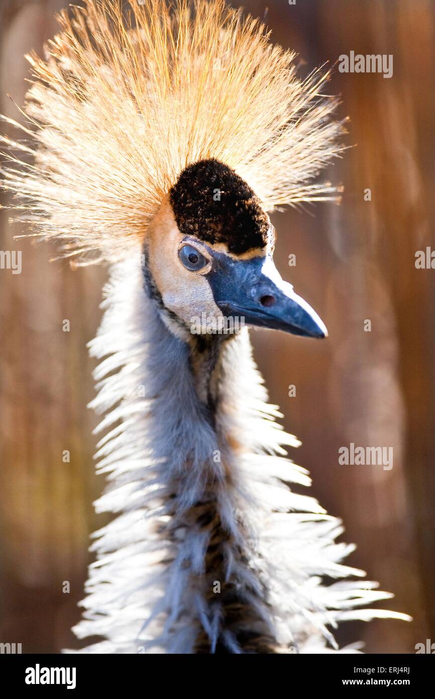 Crane heads hi-res stock photography and images - Alamy