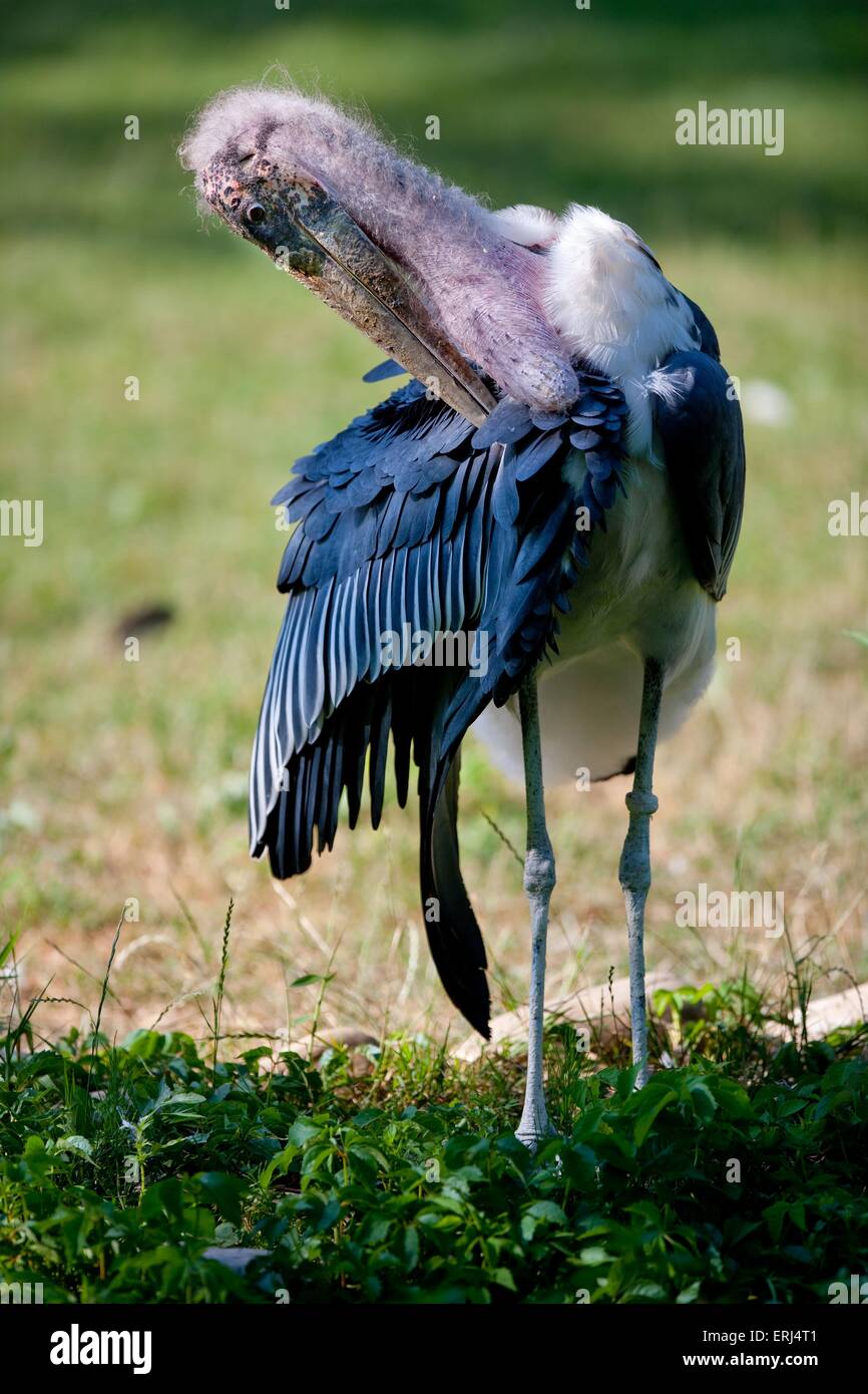 Marabou hi-res stock photography and images - Alamy