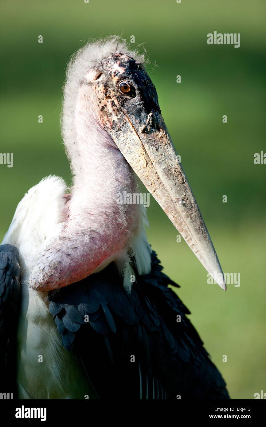 Marabou hi-res stock photography and images - Alamy