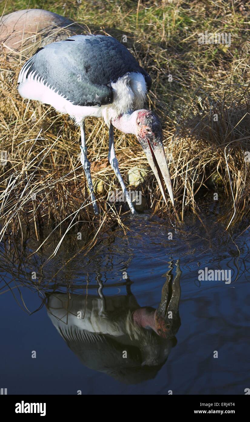 Marabou storks standing hi-res stock photography and images - Alamy
