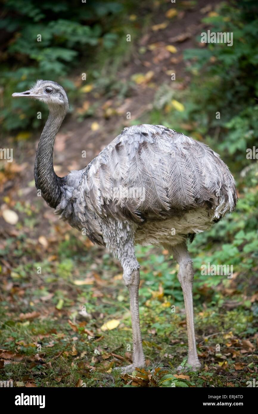 american rhea Stock Photo - Alamy