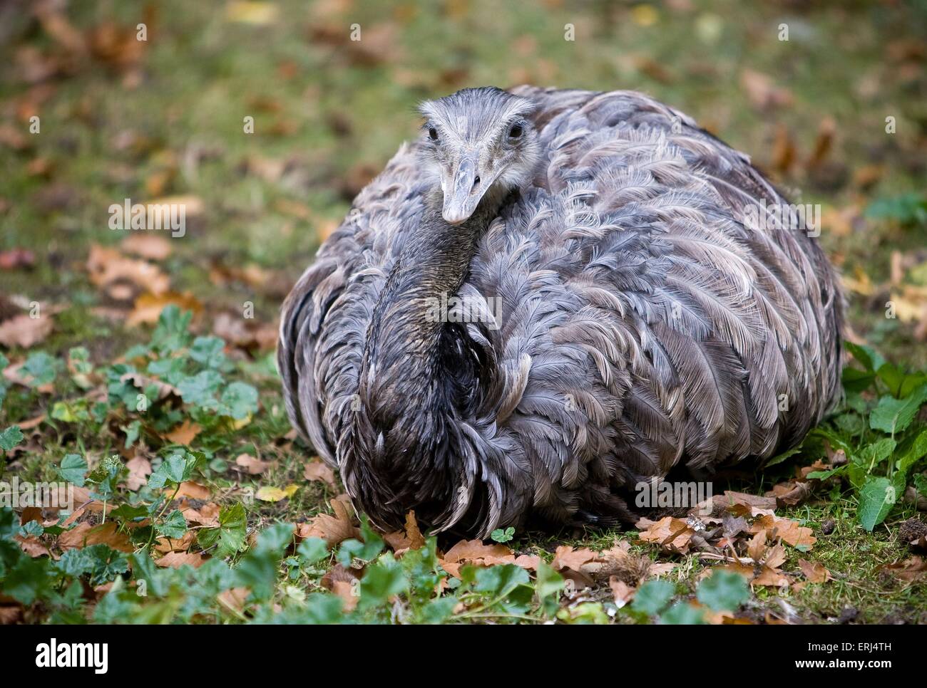 American rhea hi-res stock photography and images - Alamy