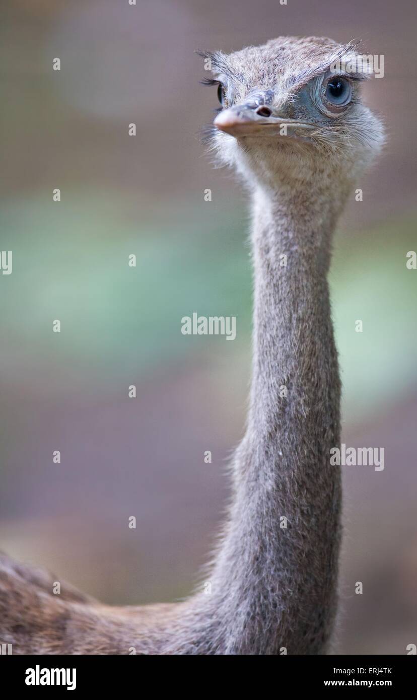 Cursorial animals hi-res stock photography and images - Alamy