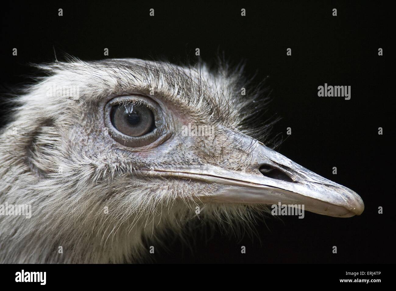 American rhea hi-res stock photography and images - Alamy