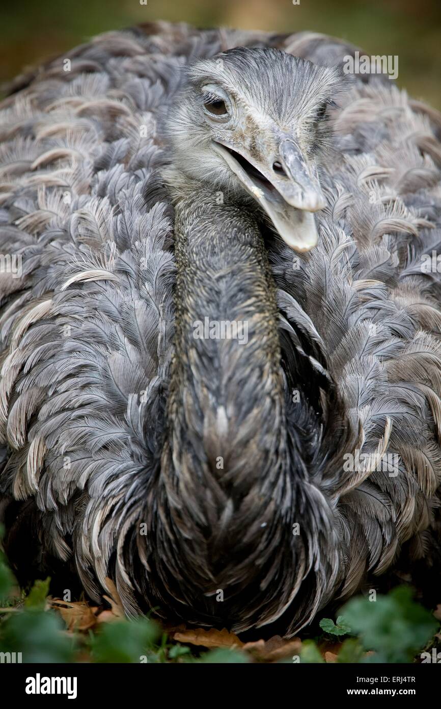 American rhea rhea americana adult hi-res stock photography and images ...