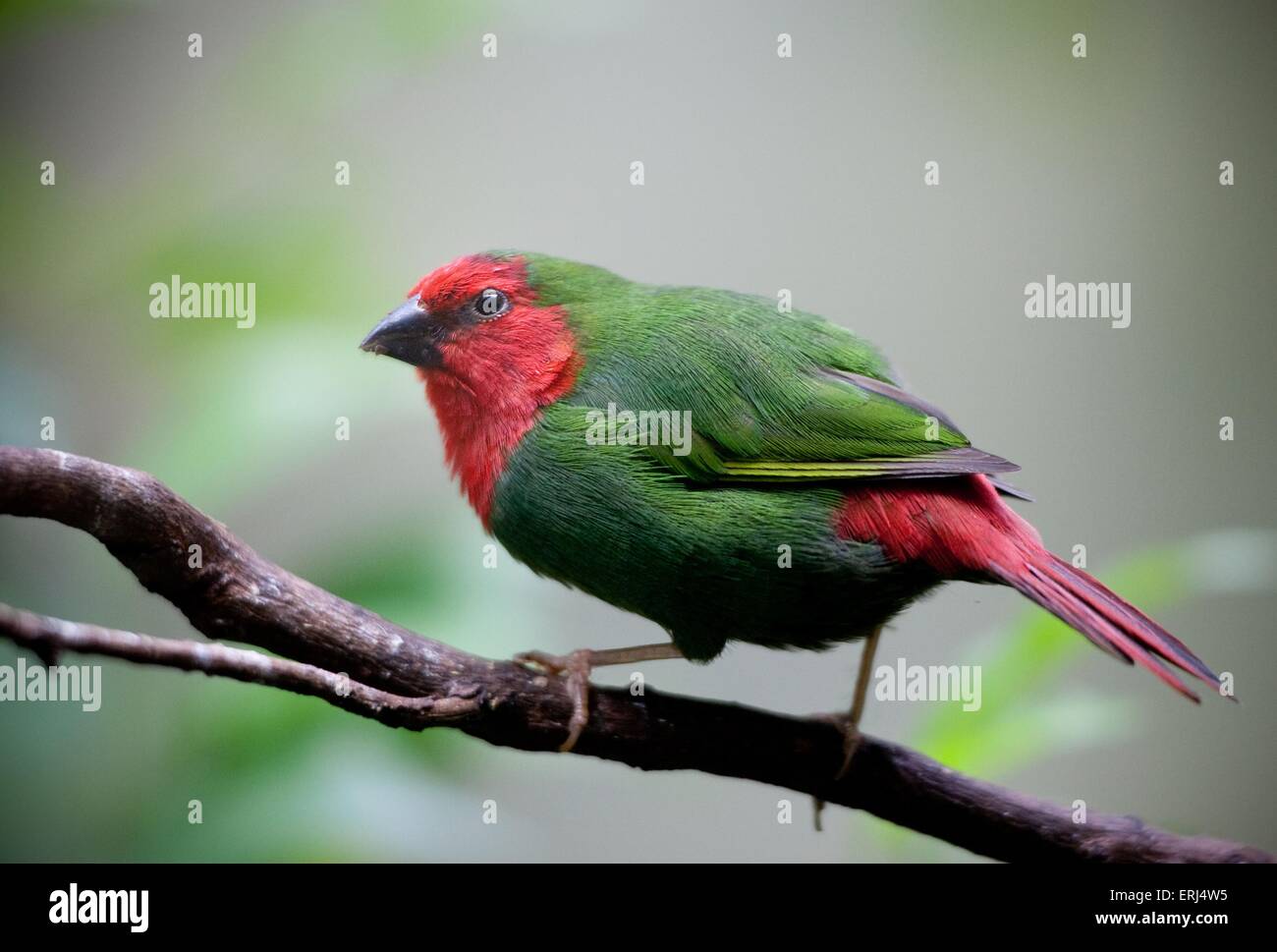 Parrotfinches hi-res stock photography and images - Alamy