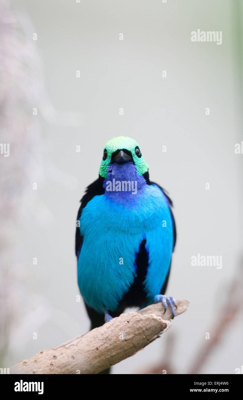 Paradise tanager birds hi-res stock photography and images - Alamy