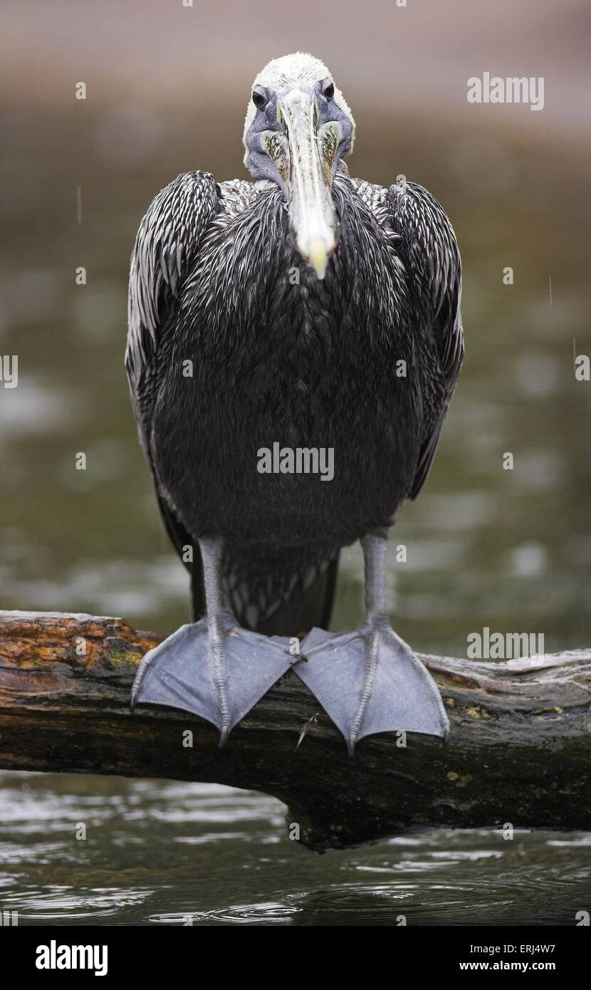 Pelican frontal hi-res stock photography and images - Alamy