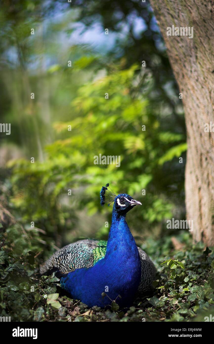 Blue peafowl hi-res stock photography and images - Alamy