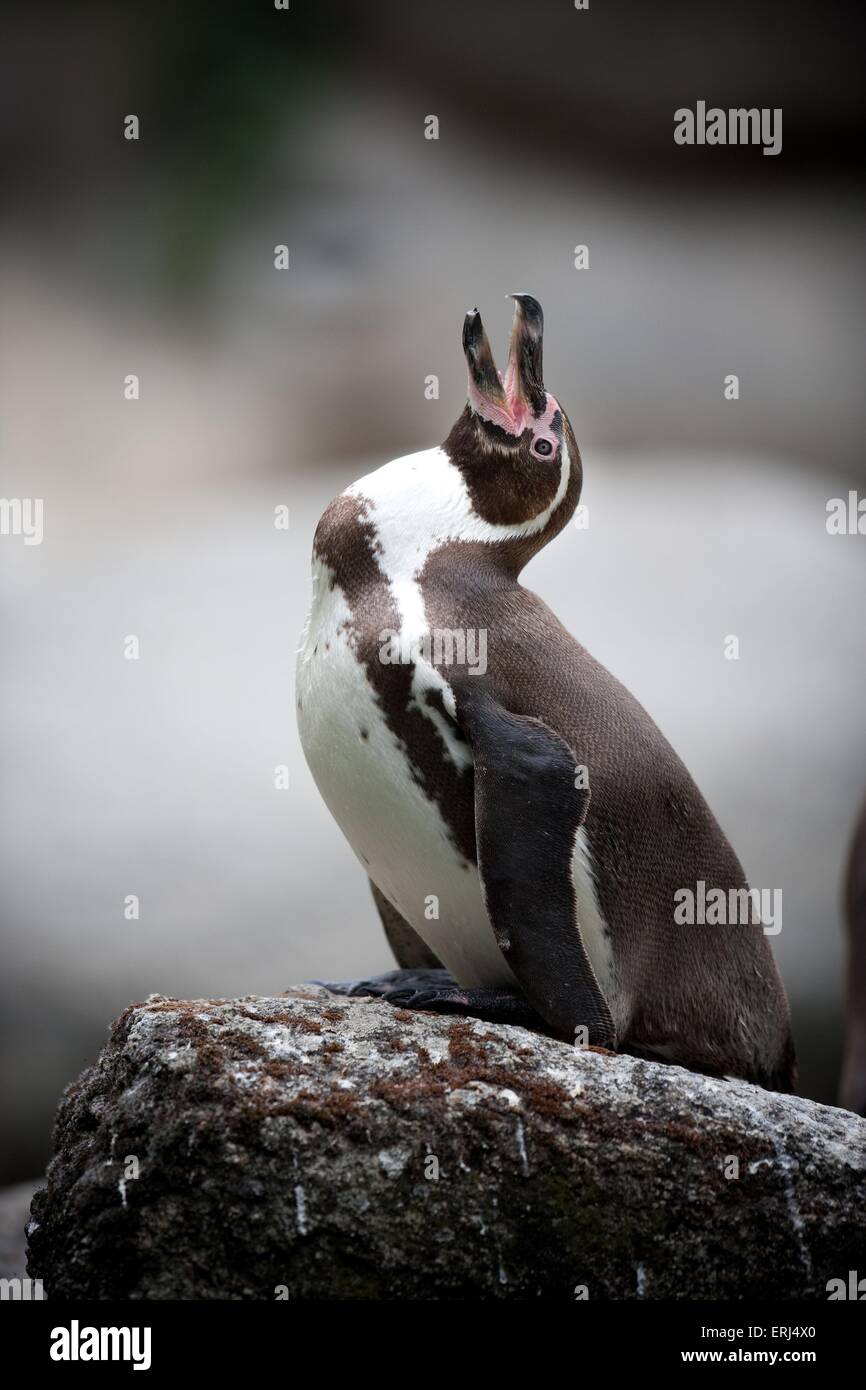 Penguin side profile hi-res stock photography and images - Alamy