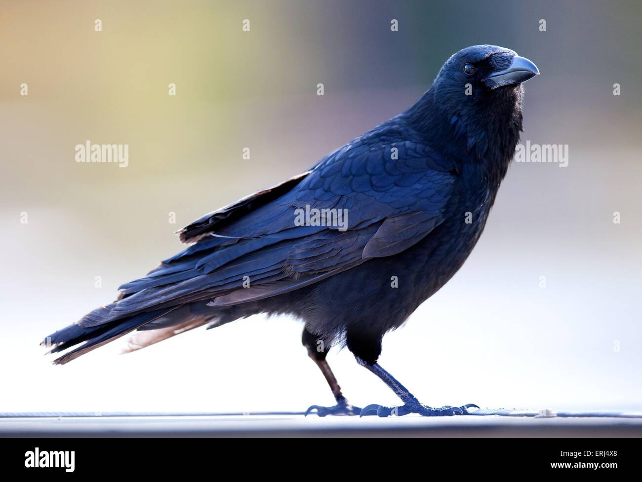 Carrion animal hi-res stock photography and images - Alamy