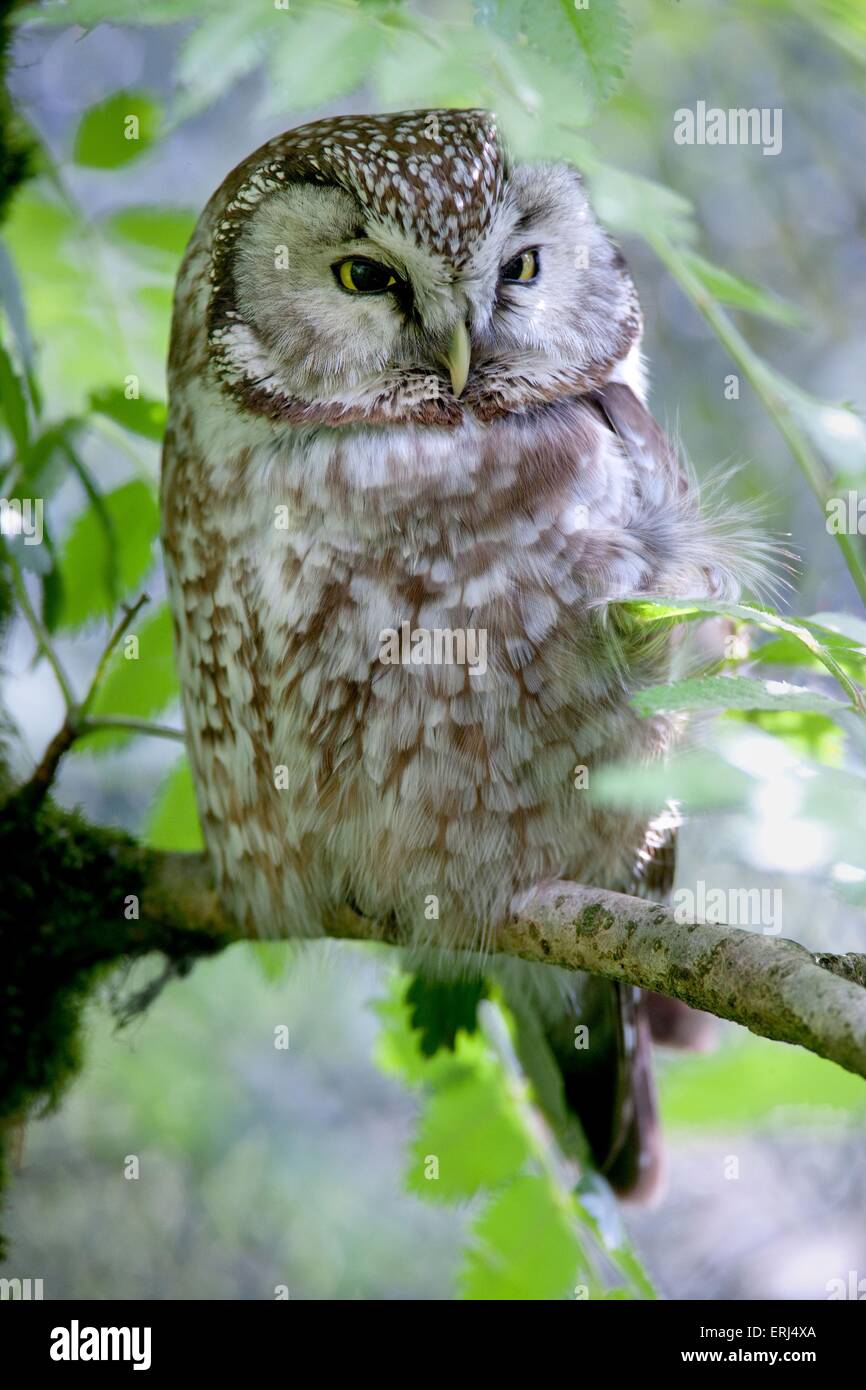 Boreal owl hi-res stock photography and images - Alamy