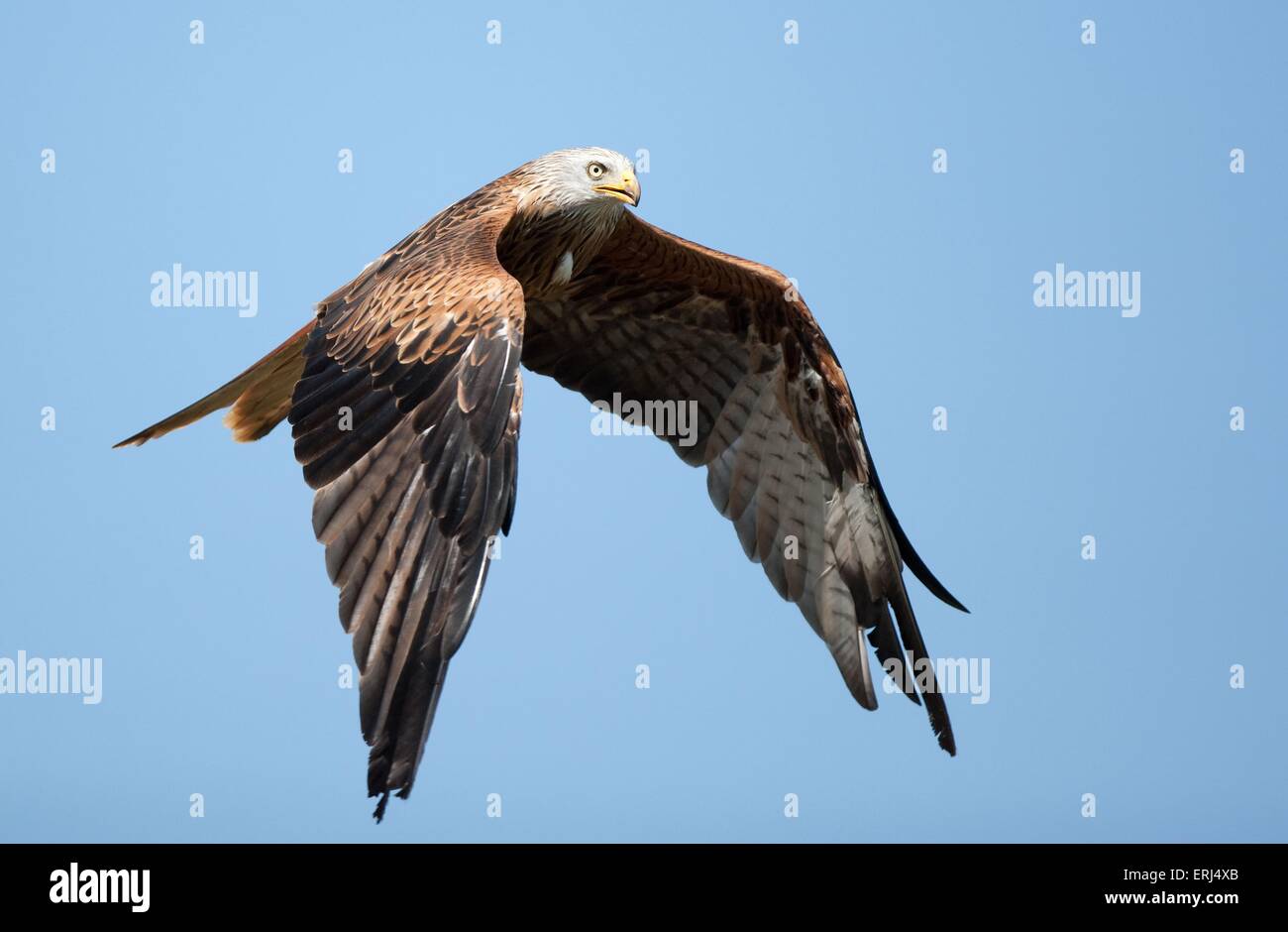 Red cloud profile hi-res stock photography and images - Alamy