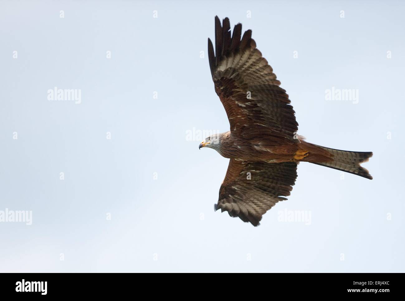 Red kite side view hi-res stock photography and images - Alamy