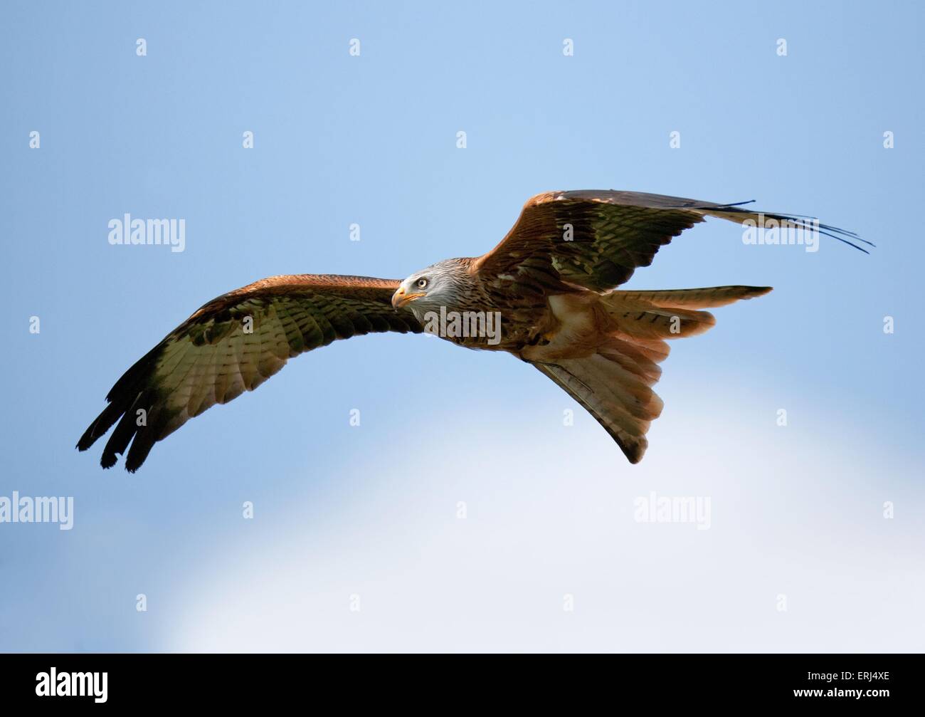 Red kite side view hi-res stock photography and images - Alamy