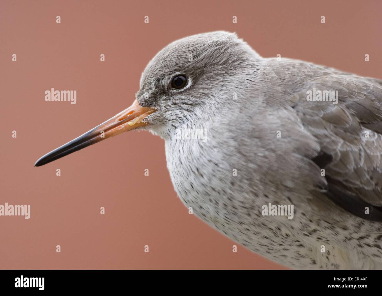 Redshank portrait hi-res stock photography and images - Alamy