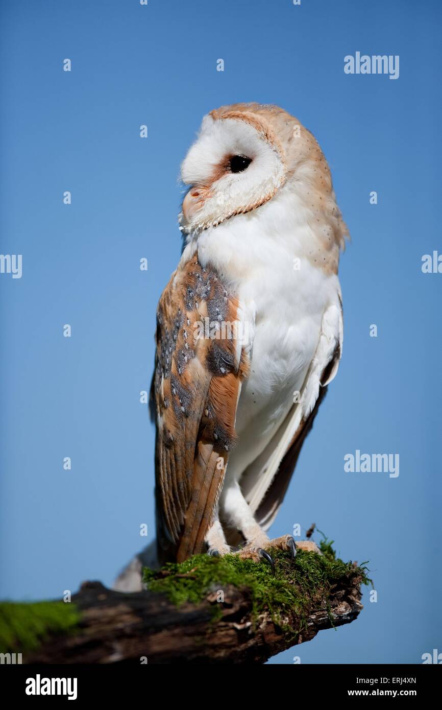 Barn owl blue sky hi-res stock photography and images - Alamy