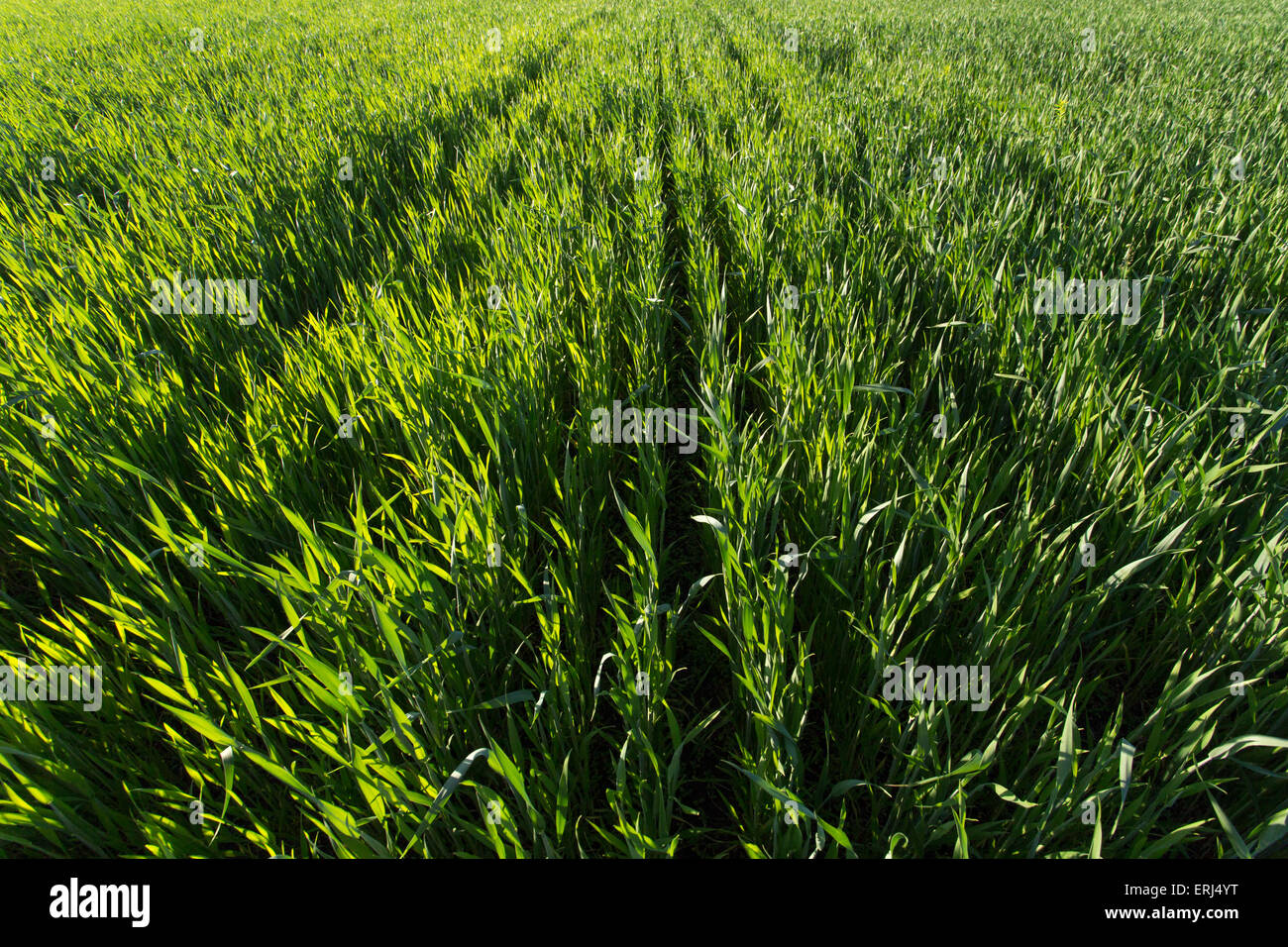 Rows in the green wheat field on sunset Stock Photo - Alamy