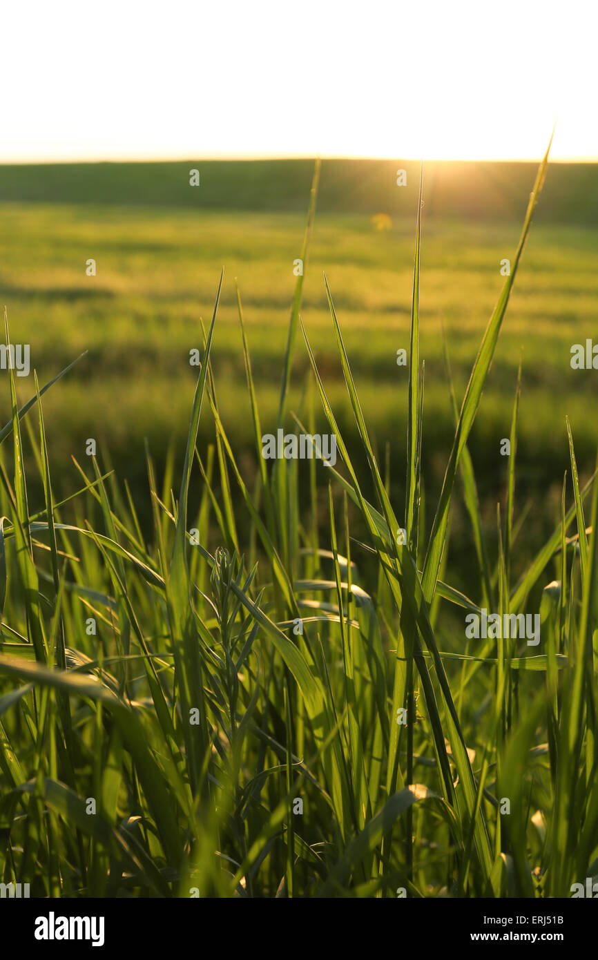 Golden wild grass on the sunset in backlight Stock Photo - Alamy