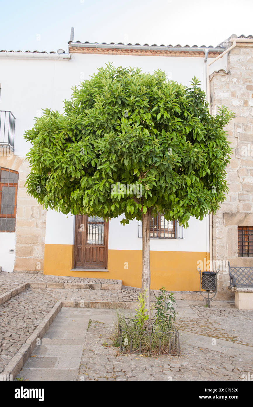 Orange Tree in Juan de Valencia Square, Ubeda, Andalusia, Spain Stock ...