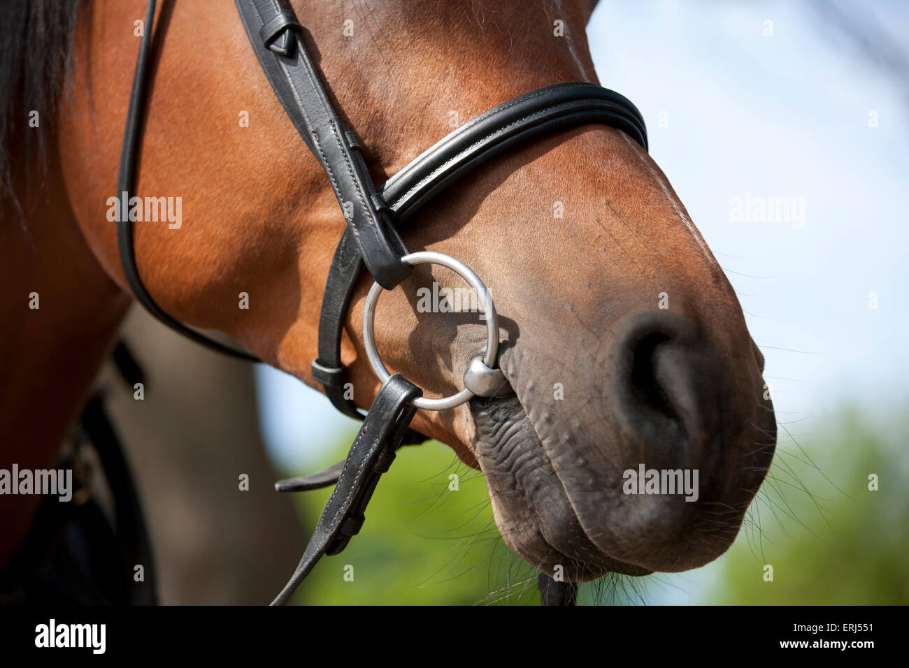 An Arabian horse wearing a bridle, focus on the bit Stock Photo - Alamy