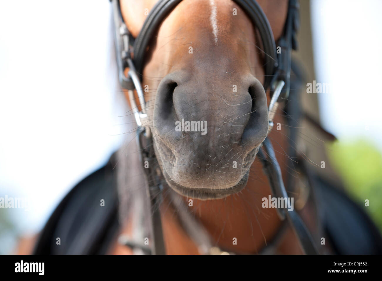A horse wearing a bridle and saddle Stock Photo - Alamy