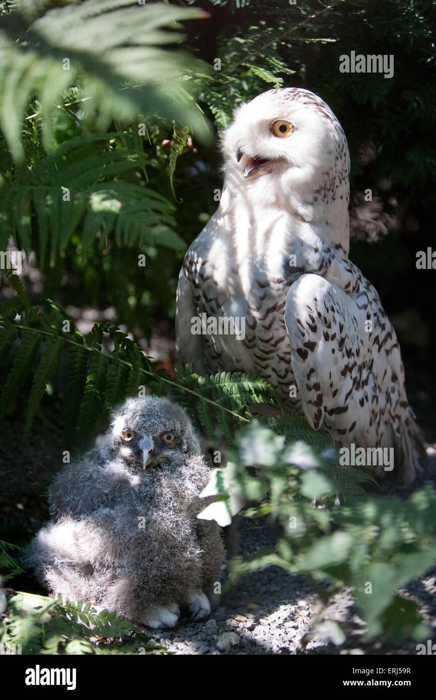 Snowy Owl Baby And Mom