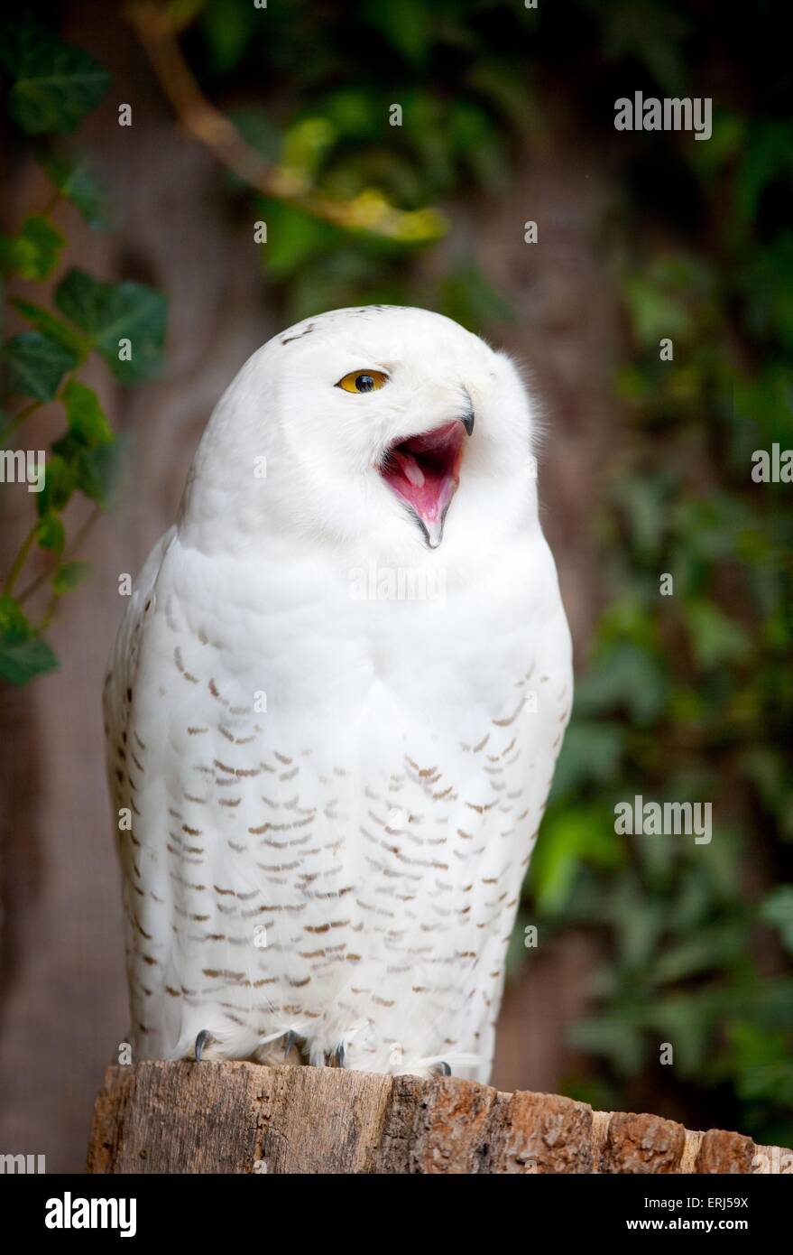 Screaming owl hi-res stock photography and images - Alamy