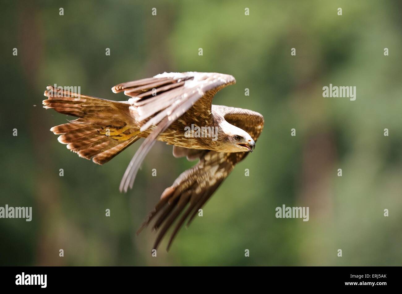 Side view of black kite hi-res stock photography and images - Alamy