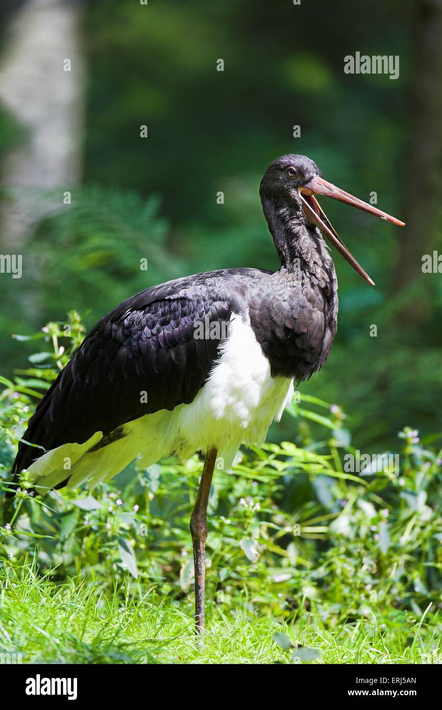 Stork beaks hi-res stock photography and images - Alamy