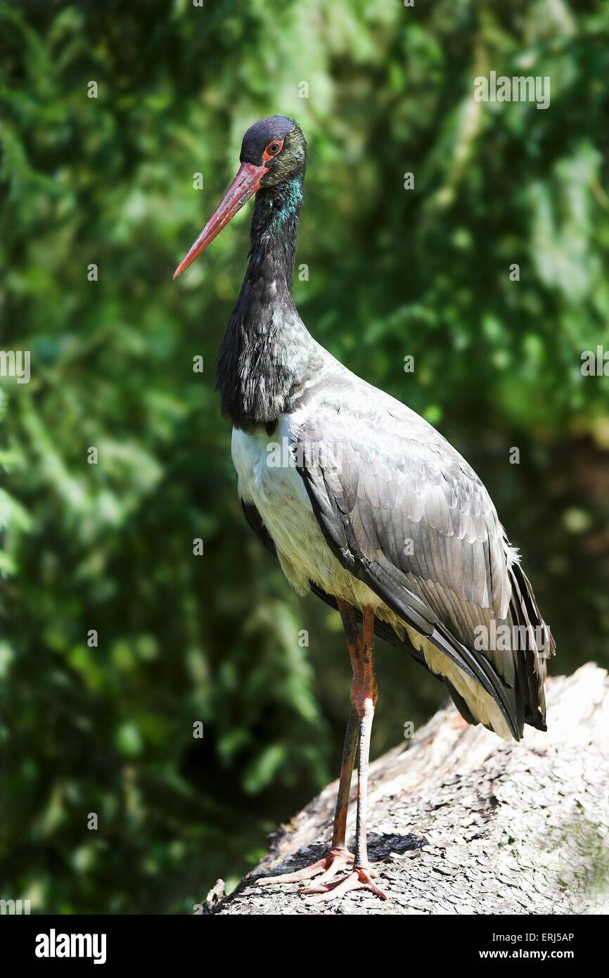 Stork stand hi-res stock photography and images - Alamy