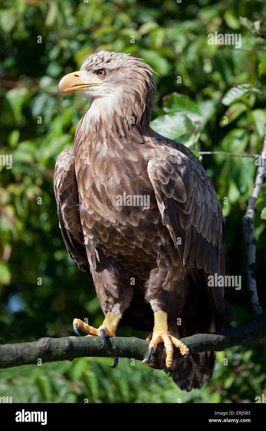 white-tailed sea eagle Stock Photo - Alamy