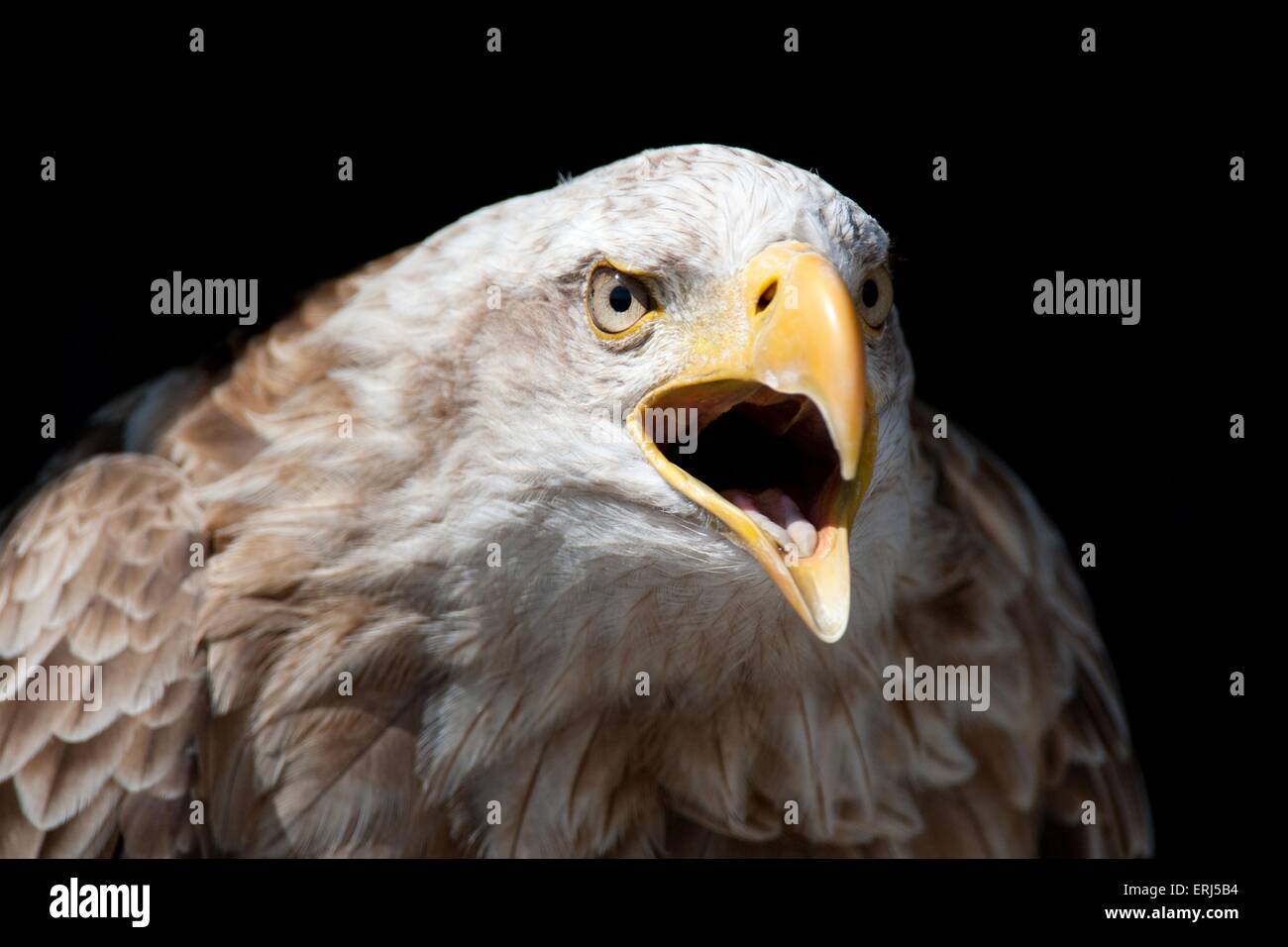 white-tailed sea eagle Stock Photo - Alamy