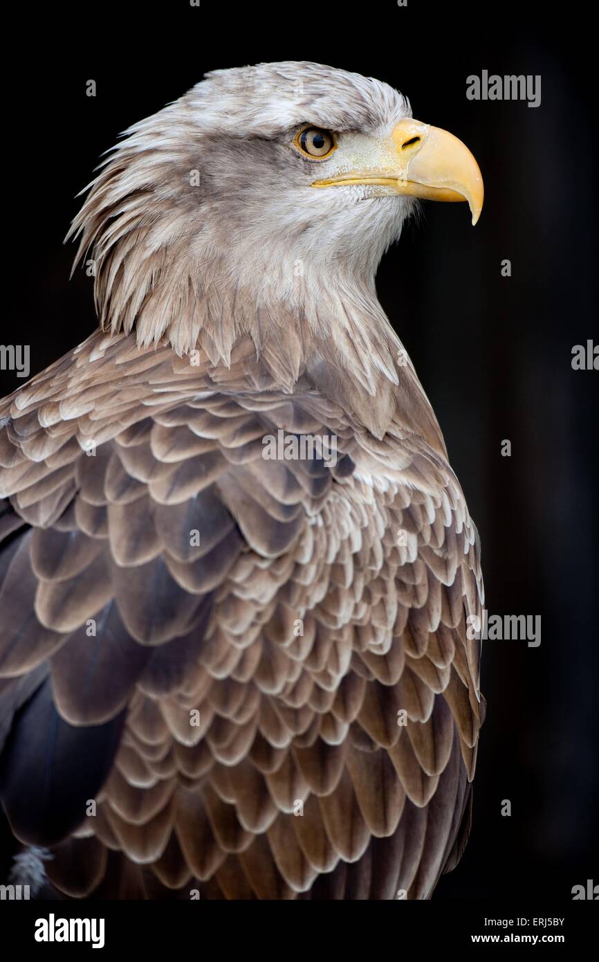 white-tailed sea eagle Stock Photo - Alamy