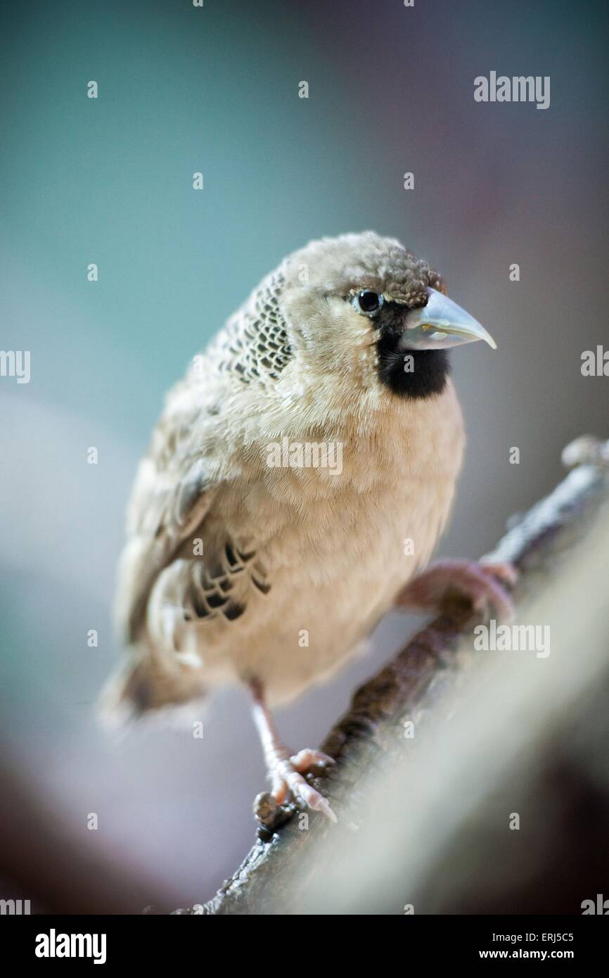 Social finch hi-res stock photography and images - Alamy