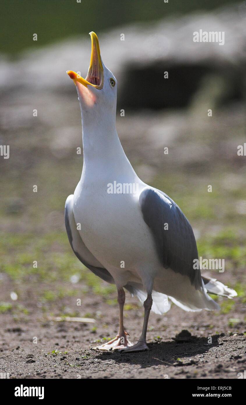 Gulls cry hi-res stock photography and images - Alamy