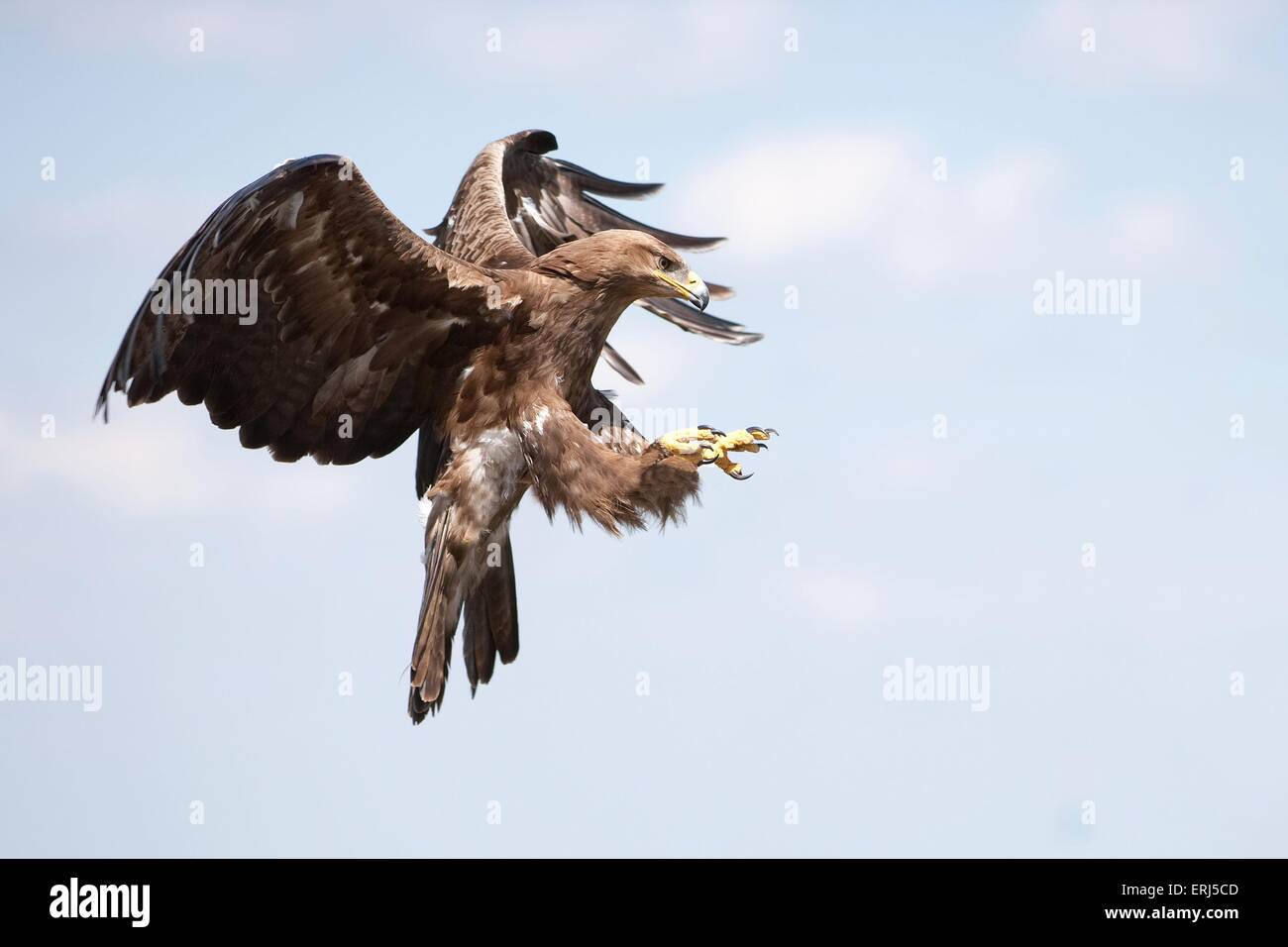 Flying steppe eagle hi-res stock photography and images - Alamy