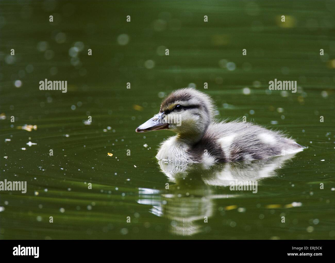 Young mallard ducks hi-res stock photography and images - Alamy