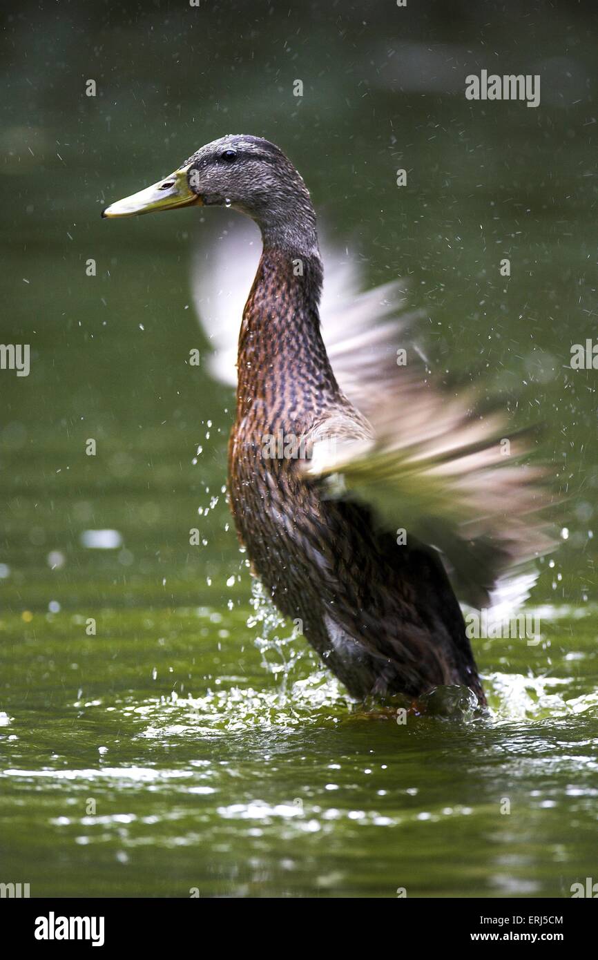 Mallard duck wing flap hi-res stock photography and images - Alamy