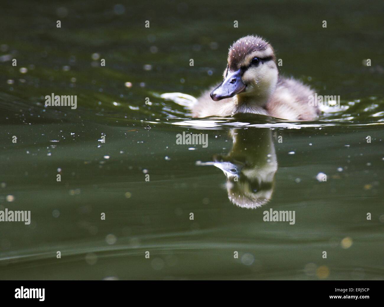 Mallard with young animals hi-res stock photography and images - Alamy