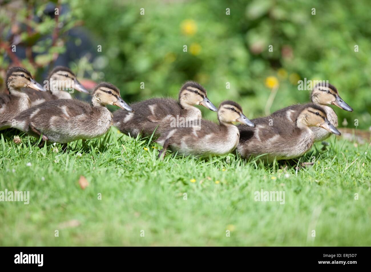 Family of mallards hi-res stock photography and images - Alamy