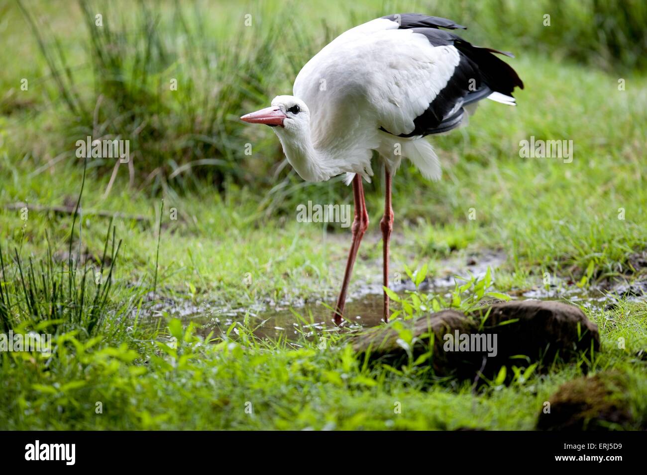 Stork stand hi-res stock photography and images - Alamy