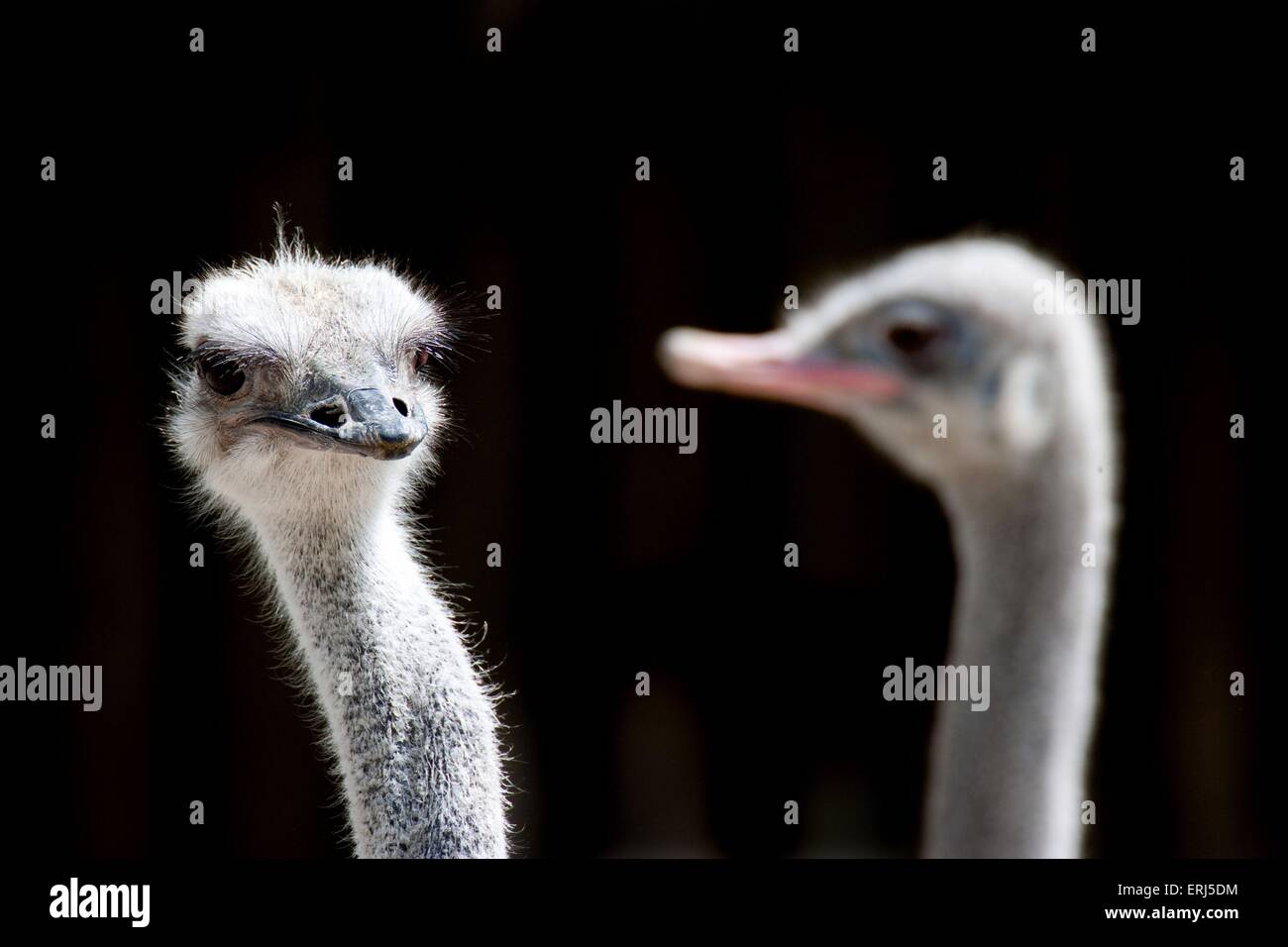 Ostrichs head hi-res stock photography and images - Alamy
